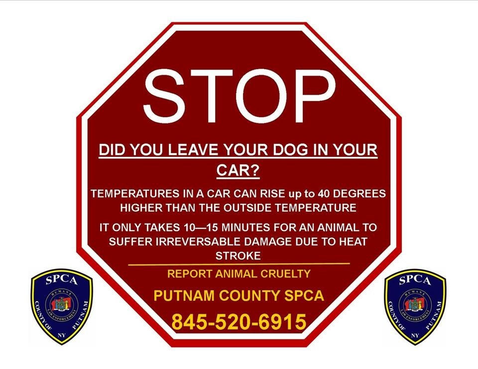 dogsInCarsWarning | Forgotten Felines